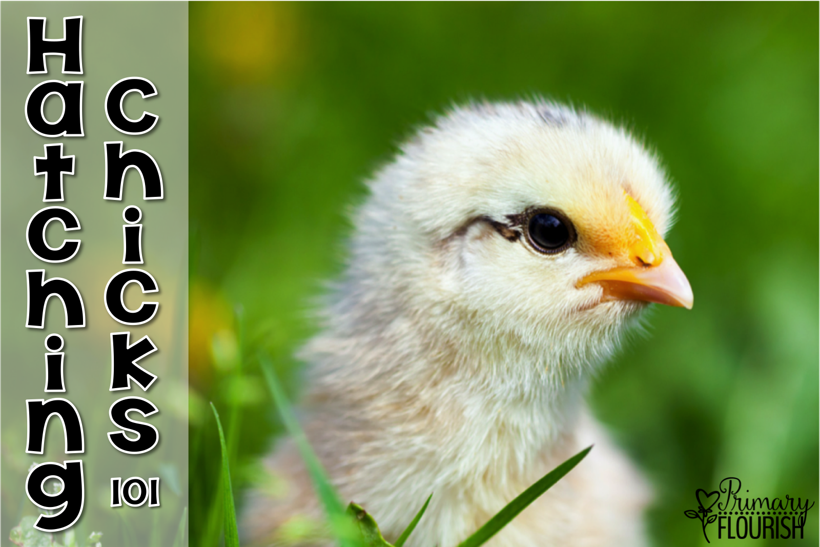 How to Hatch Chicks in the Classroom 101 - Primary Flourish