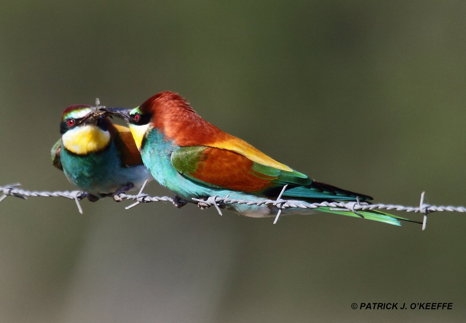 Raw Birds: EUROPEAN BEE EATER (Merops apiaster) El Rocío, Andalusia, Spain