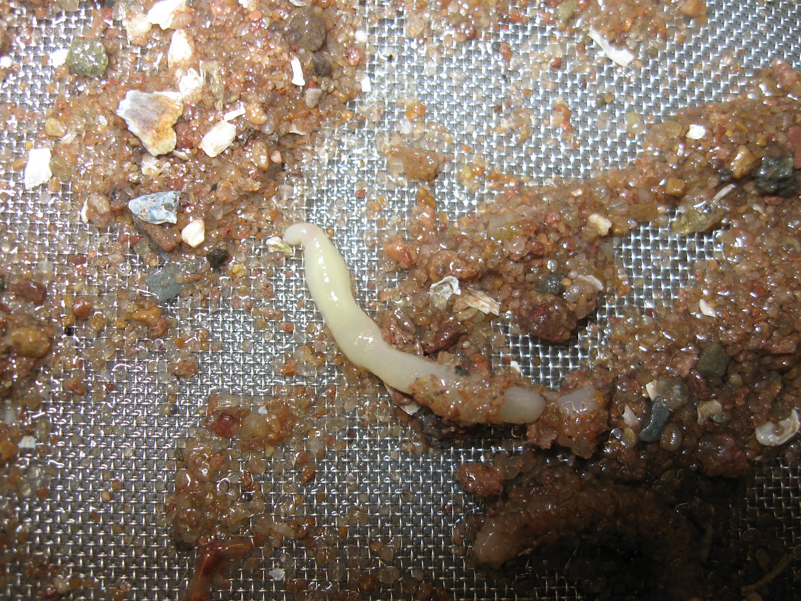 Between the Tides of Nova Scotia: Cerebratulus lacteus (Milky ribbon worm)