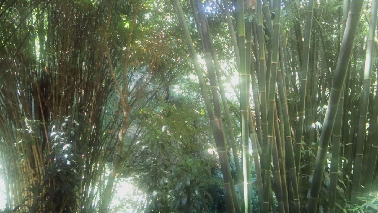 Dua jenis Bambu dengan diameter Terbesar di Dunia ternyata ada di sini