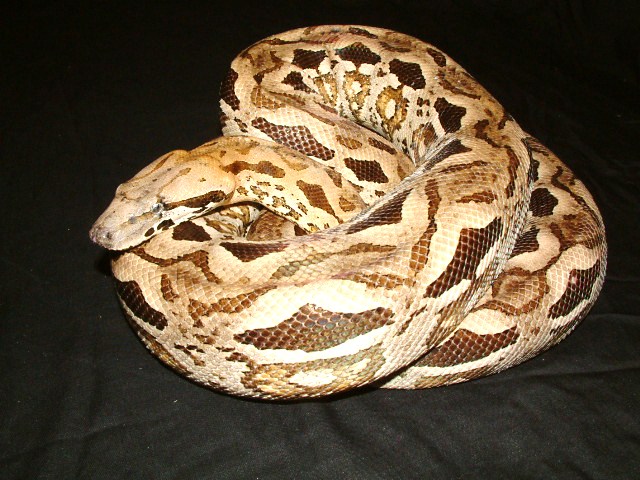 Madagascar Ground Boa | Snakes