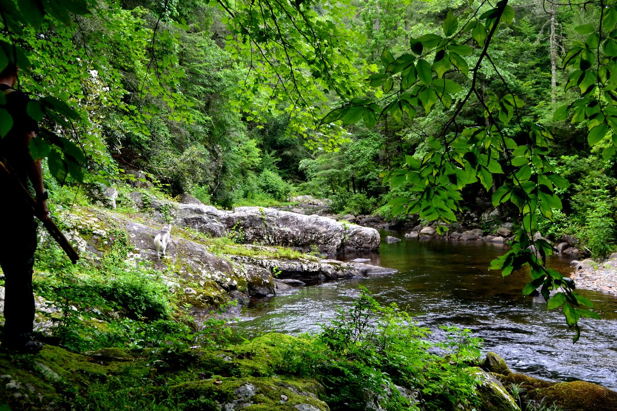 Conasauga River | Cohutta Wilderness (Pic Heavy) | GON Forum