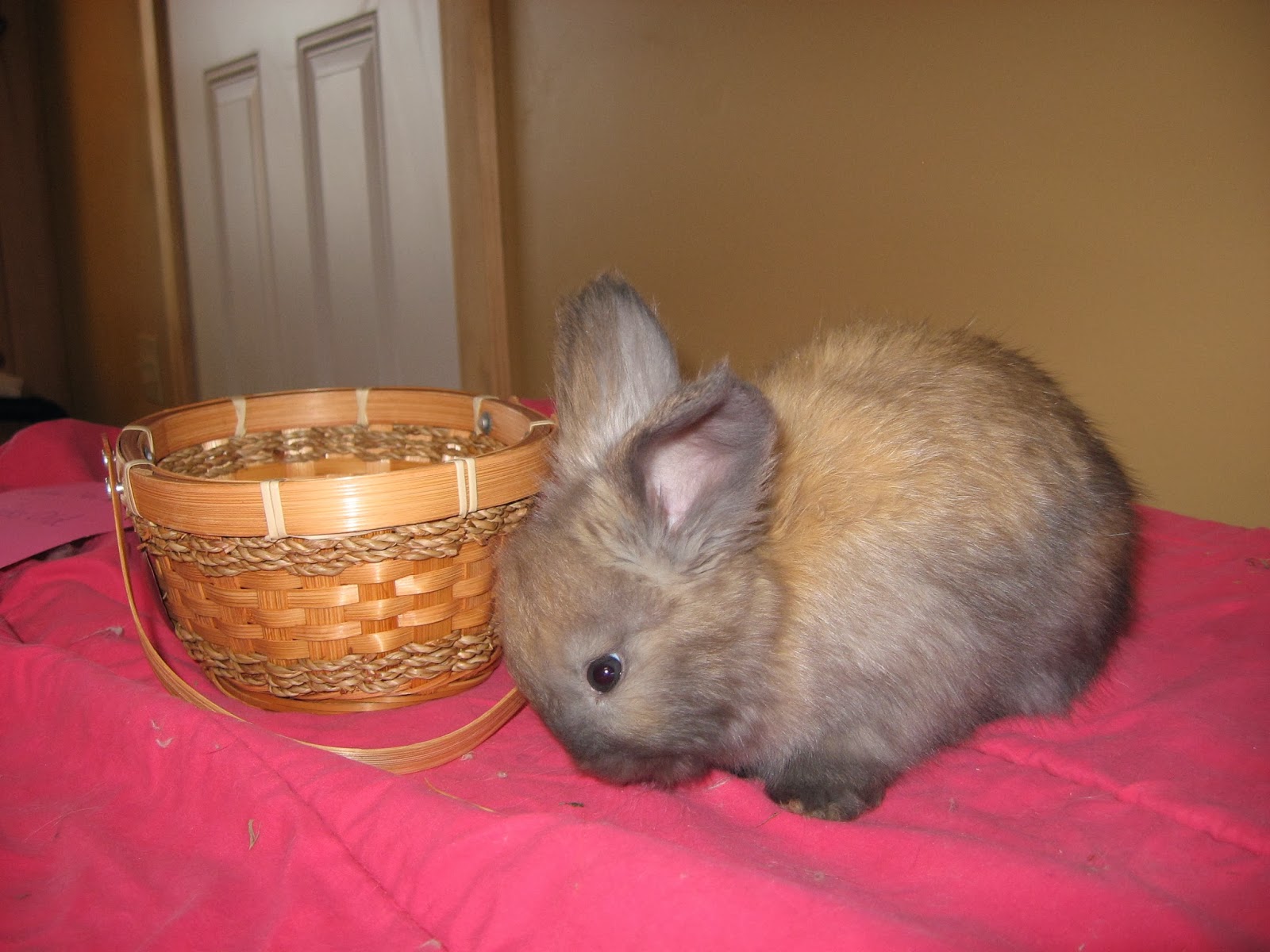 WestNestNews: Baby Bunny Pictures