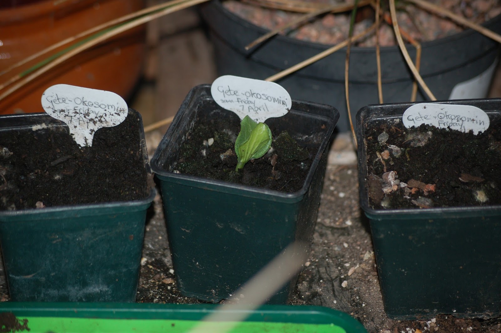 Daisy in the Garden: Gete - okosomin germination