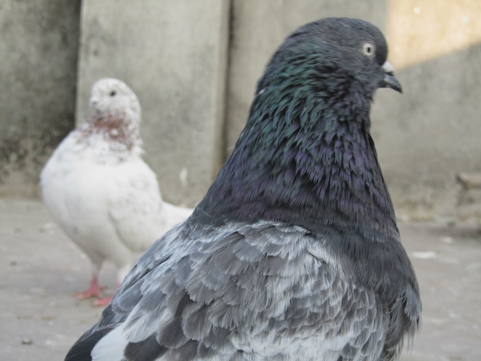 PIGEONS OF Nepal: New Tauke Pigeons