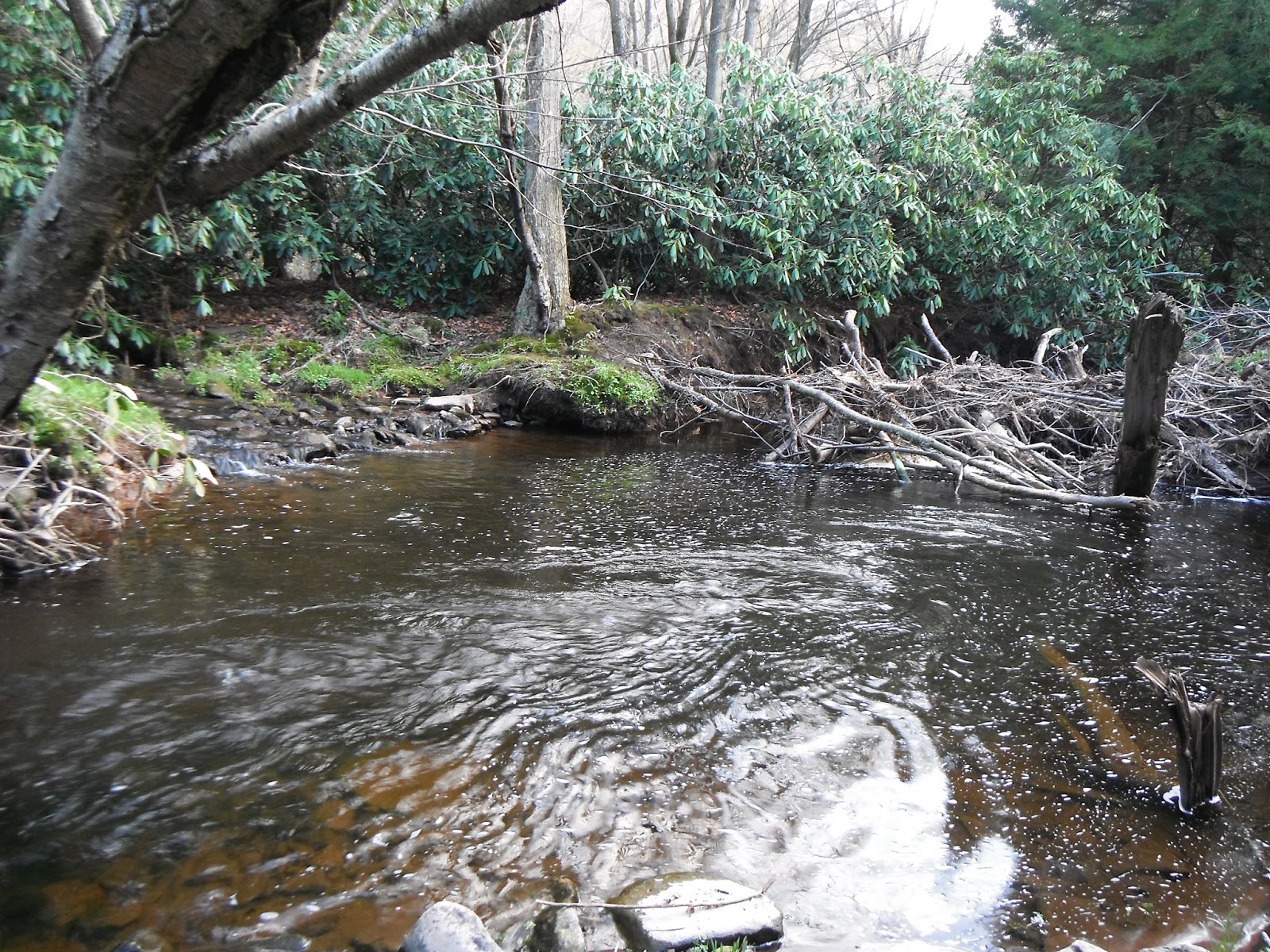 Western Maryland Fly Fishing: Upper Savage River May 4th and 5th