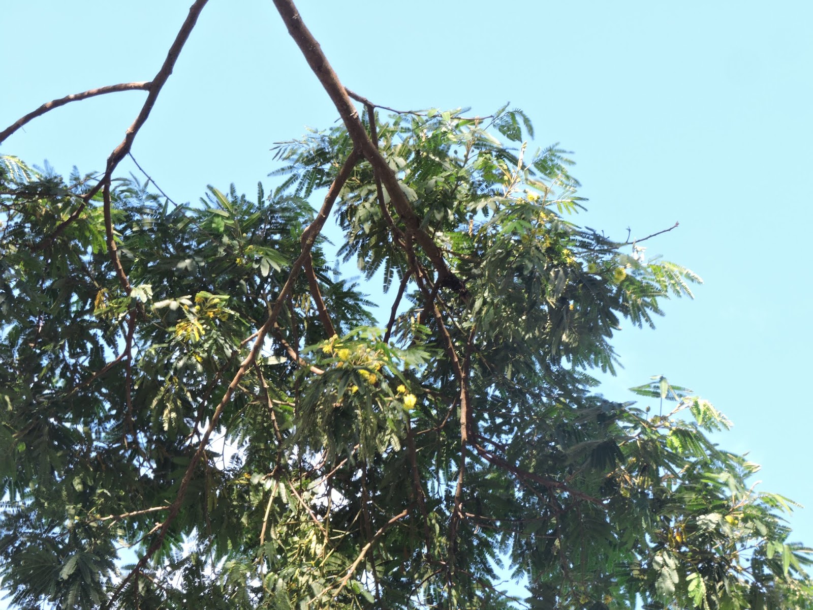 Fabaceae - Leguminosae no Brasil: Fabaceae - Mimosa scabrella Benth ...