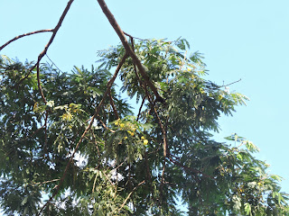 Fabaceae - Leguminosae no Brasil: Fabaceae - Mimosa scabrella Benth ...