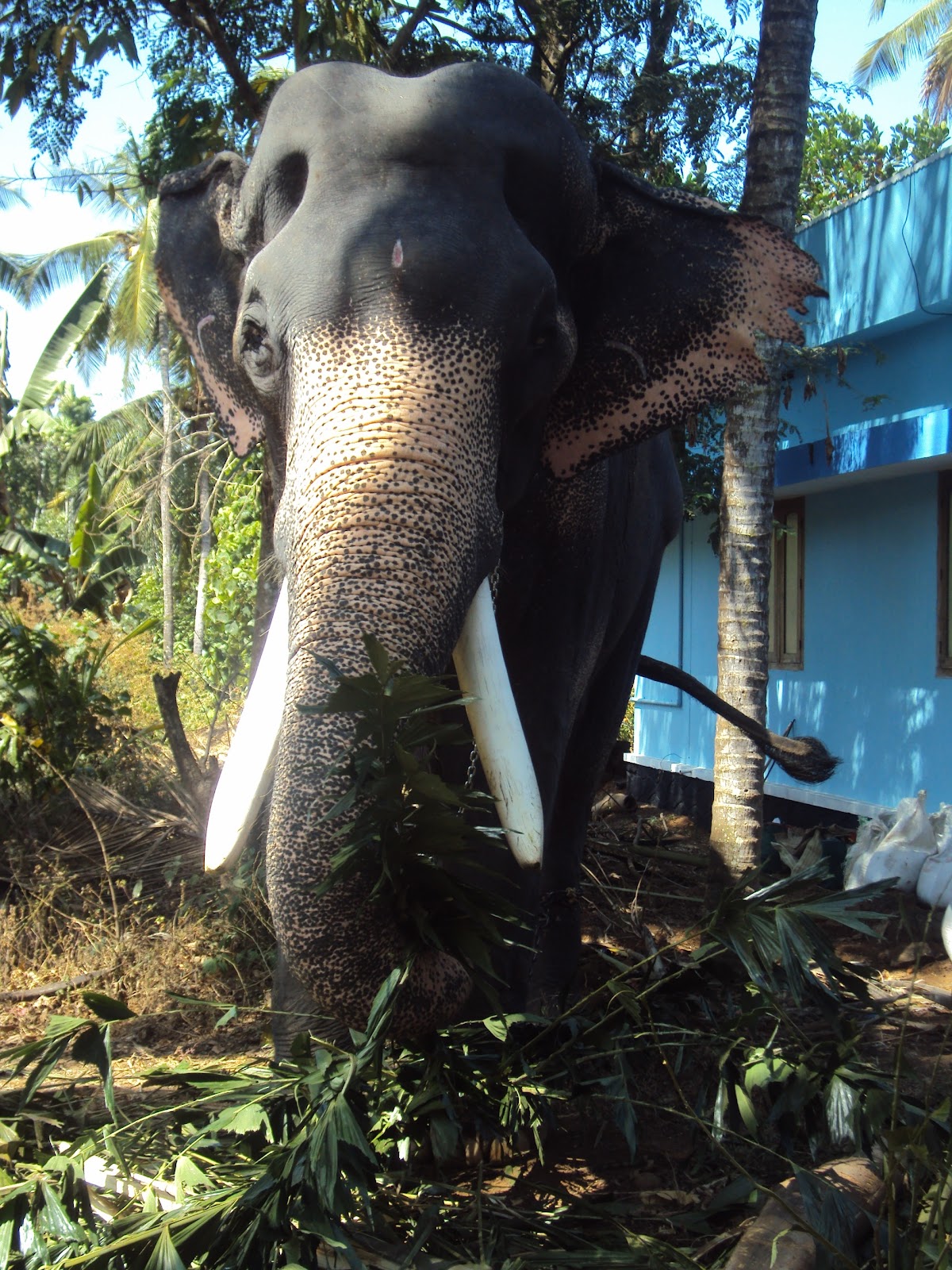Elephant photos: mangalamkunnu karnan
