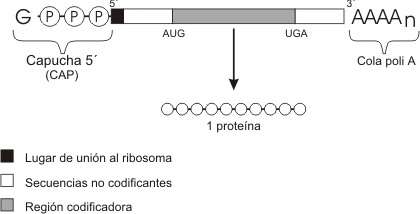 BIOLOGIA MOLECULAR: 6.2 Organismos eucarióticos: