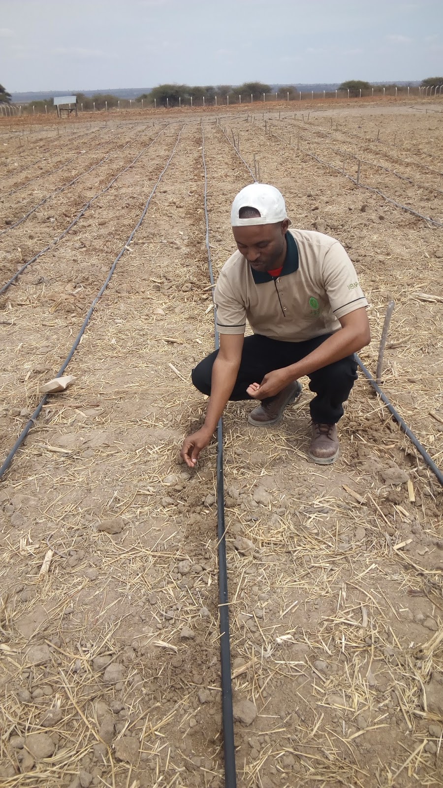 TANZANIA IMEANZA KUFANYA UTAFITI WA MBEGU YA MAHINDI MEUPE KWA KUTUMIA ...