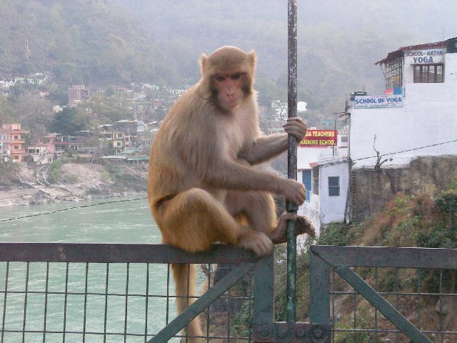 Animals World: white monkey