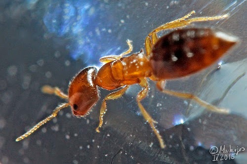 Biodiversidad Costa Granadina y ... (Fauna): Escleroderma doméstica ...