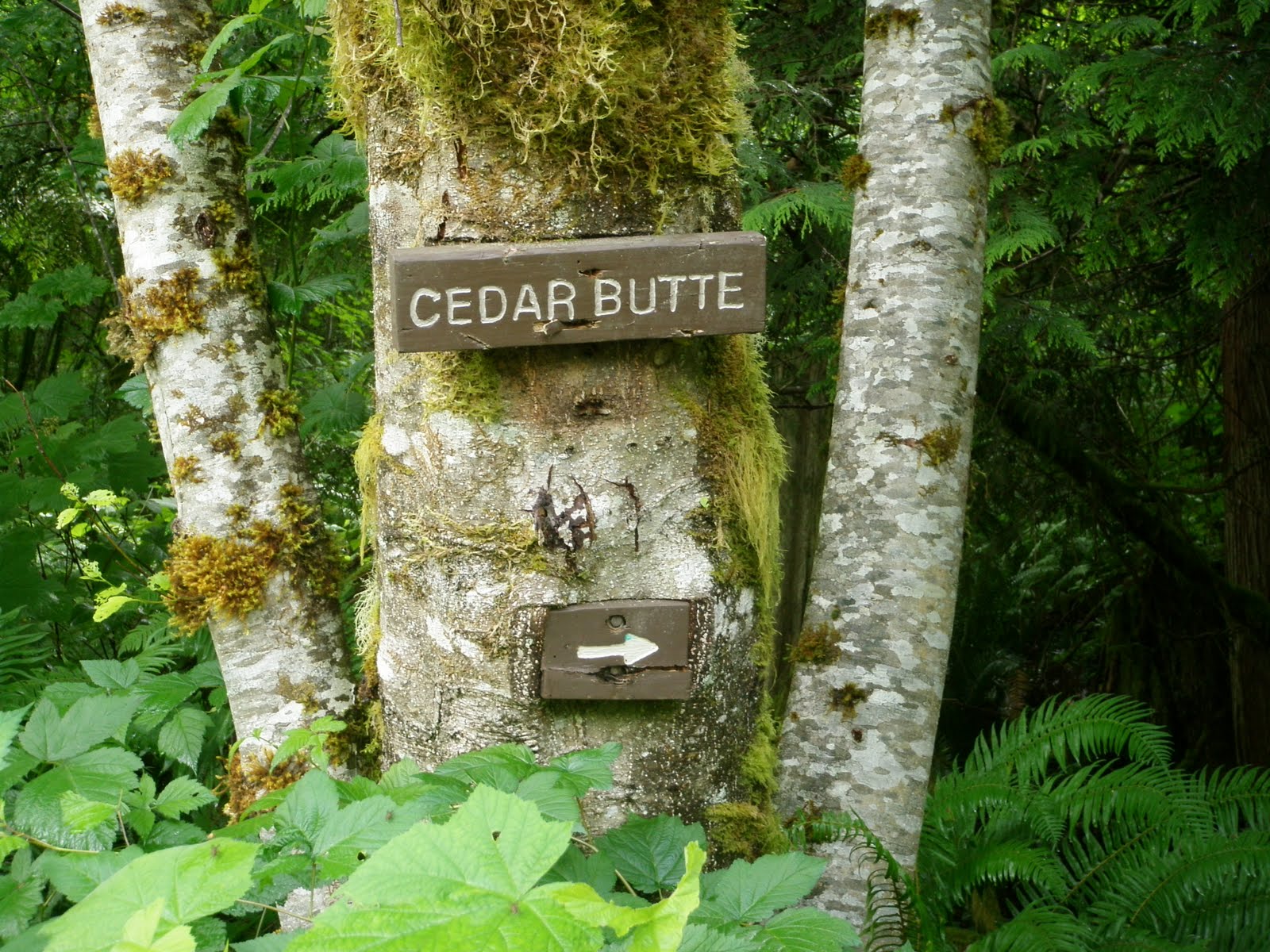 Pacific Northwest Seasons: Mountains to Sound Greenway: Hiking Cedar Butte