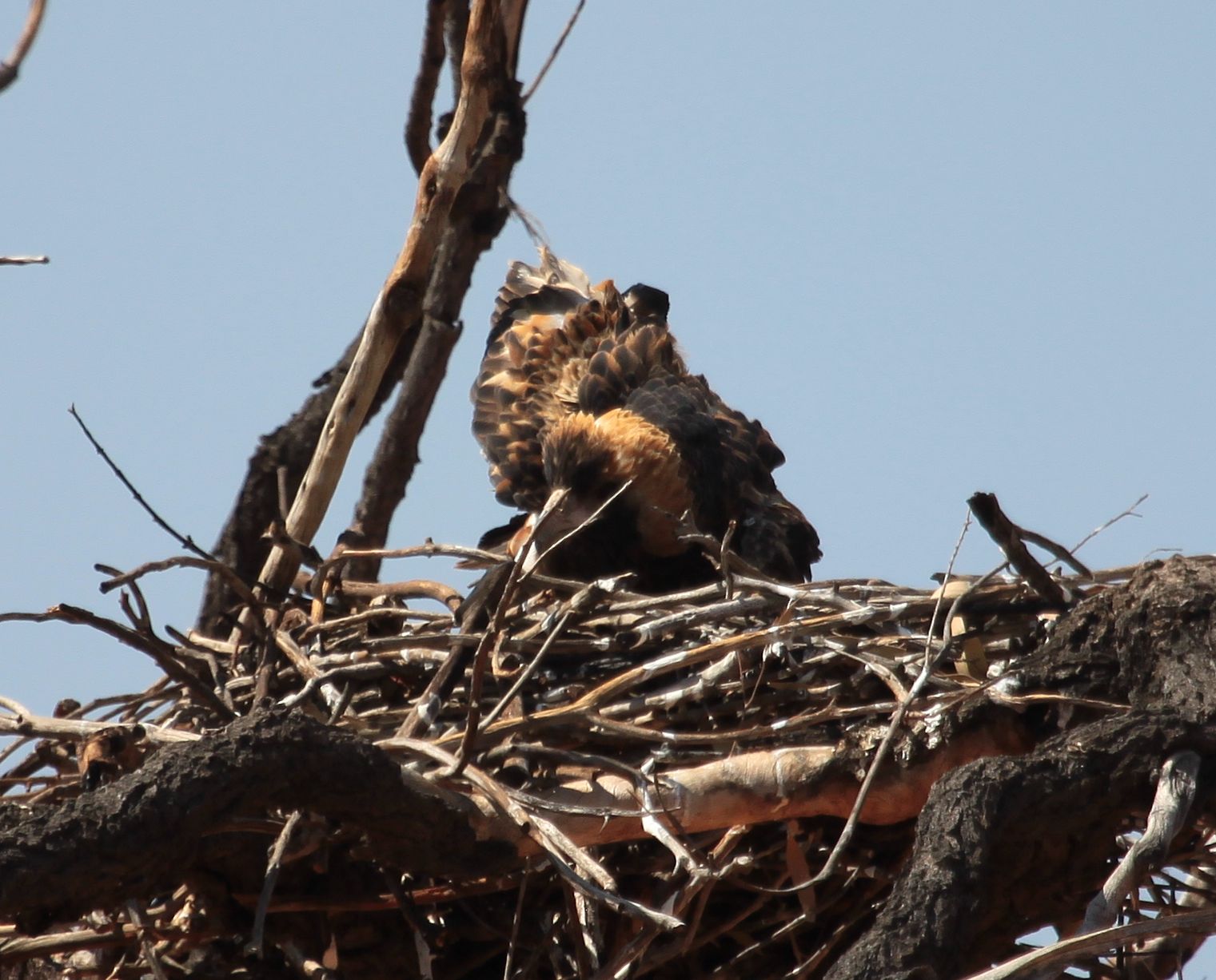 Richard Waring's Birds of Australia: Black-breasted Buzzard immature in ...
