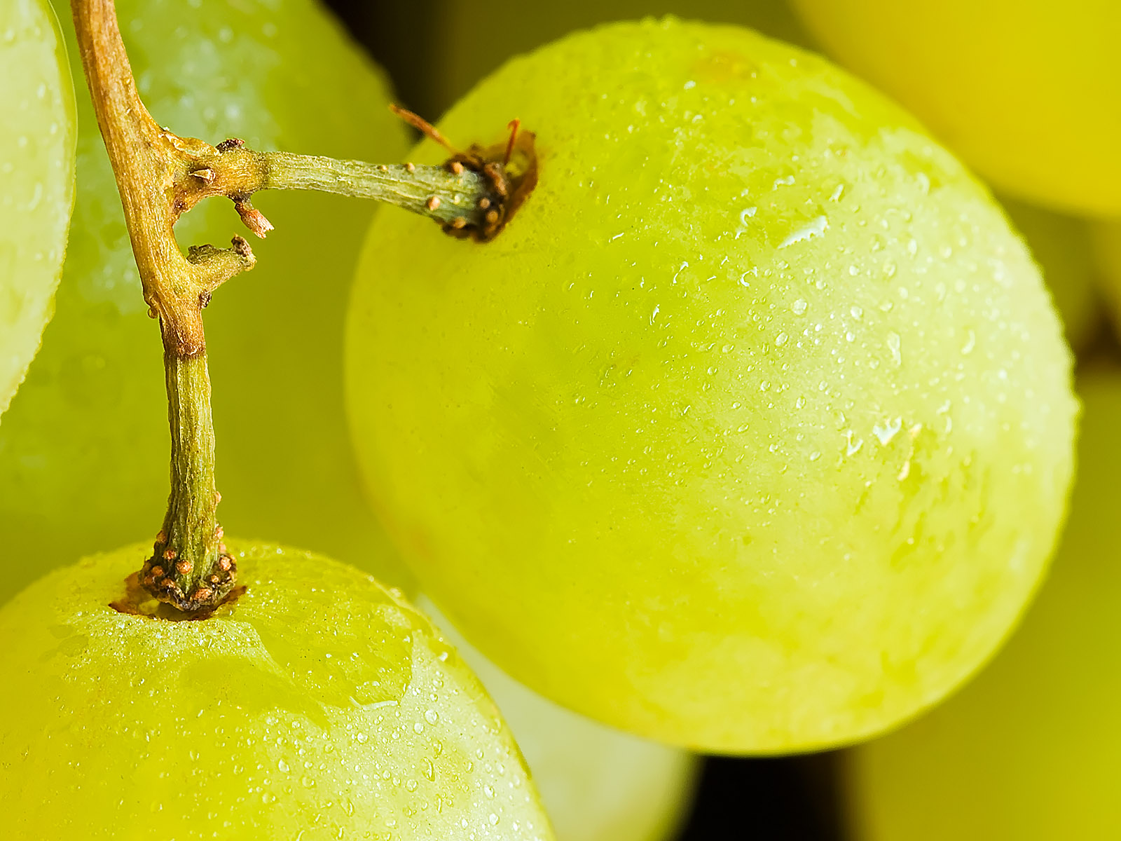 Uvas verdes frescas - Green Fresh Grapes (1600x1200)