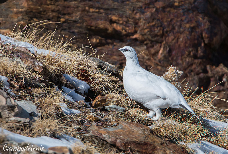 Birding Catalunya: Buscant la perdiu blanca