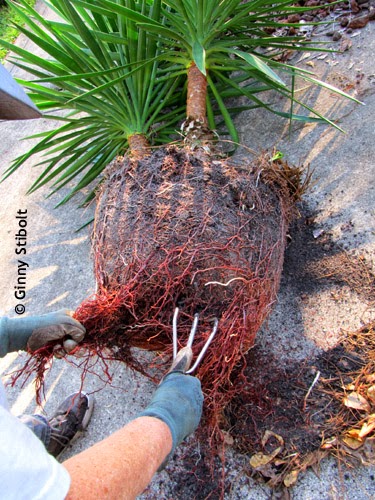 Green Gardening Matters: Rayless sunflowers, fall seedlings, & more