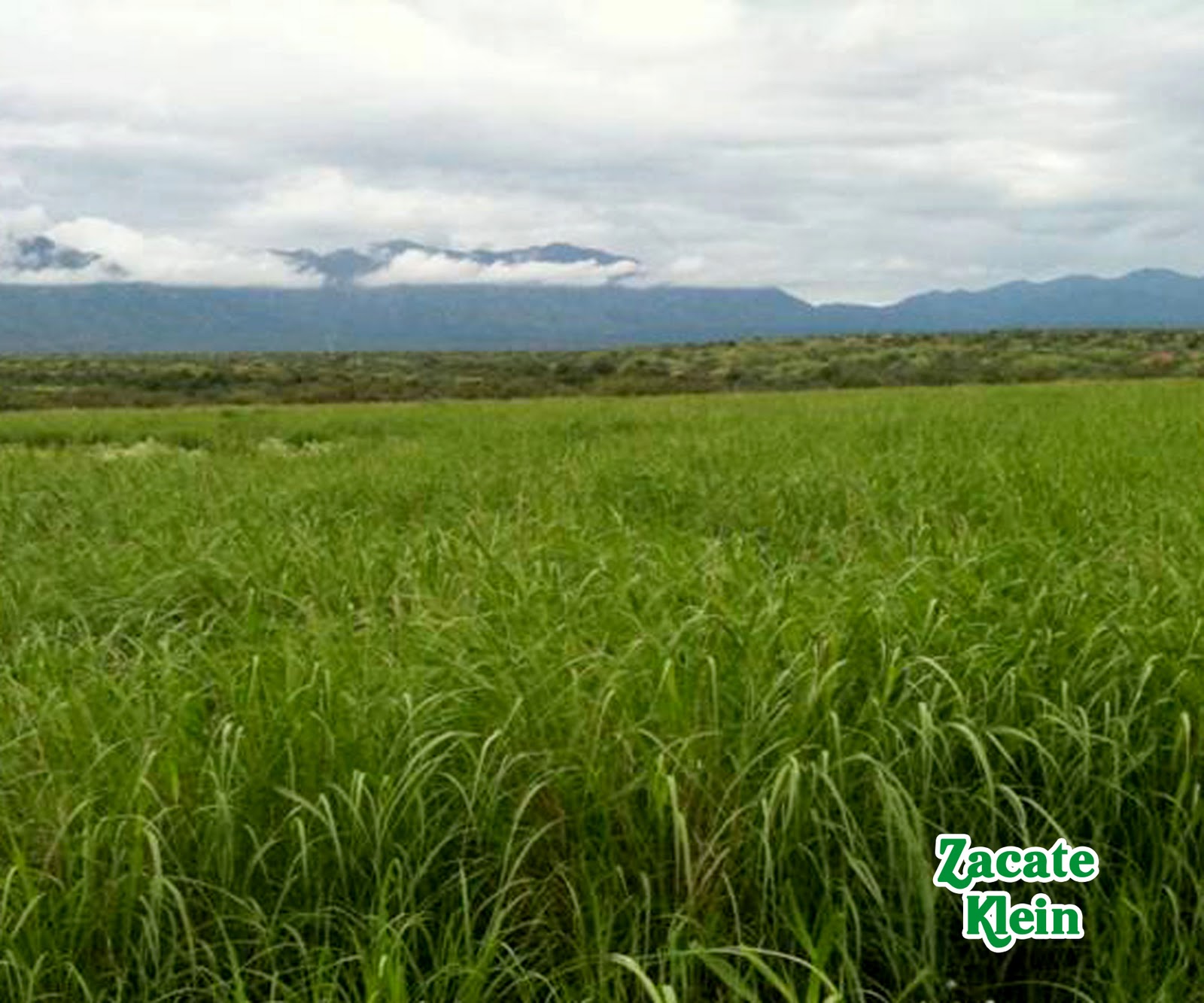 Zacate Klein: Informacion De Zacate Klein