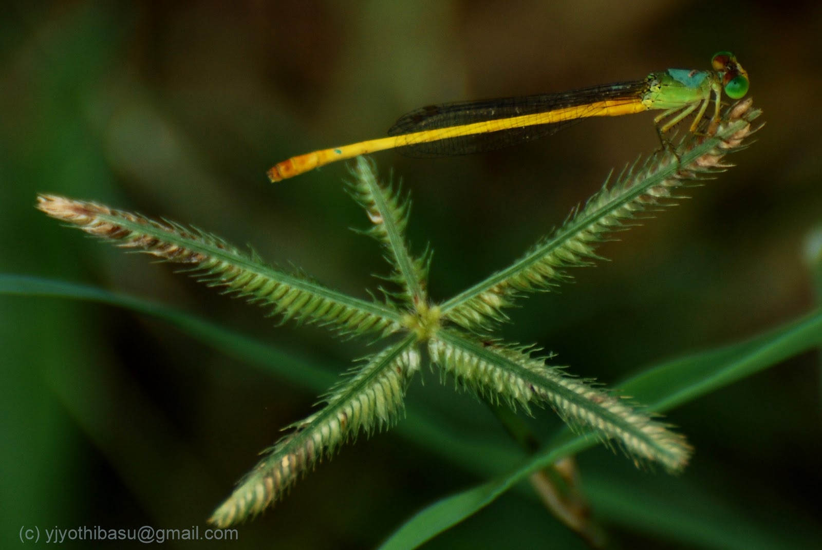 నా కనులతో...: Damsel fly