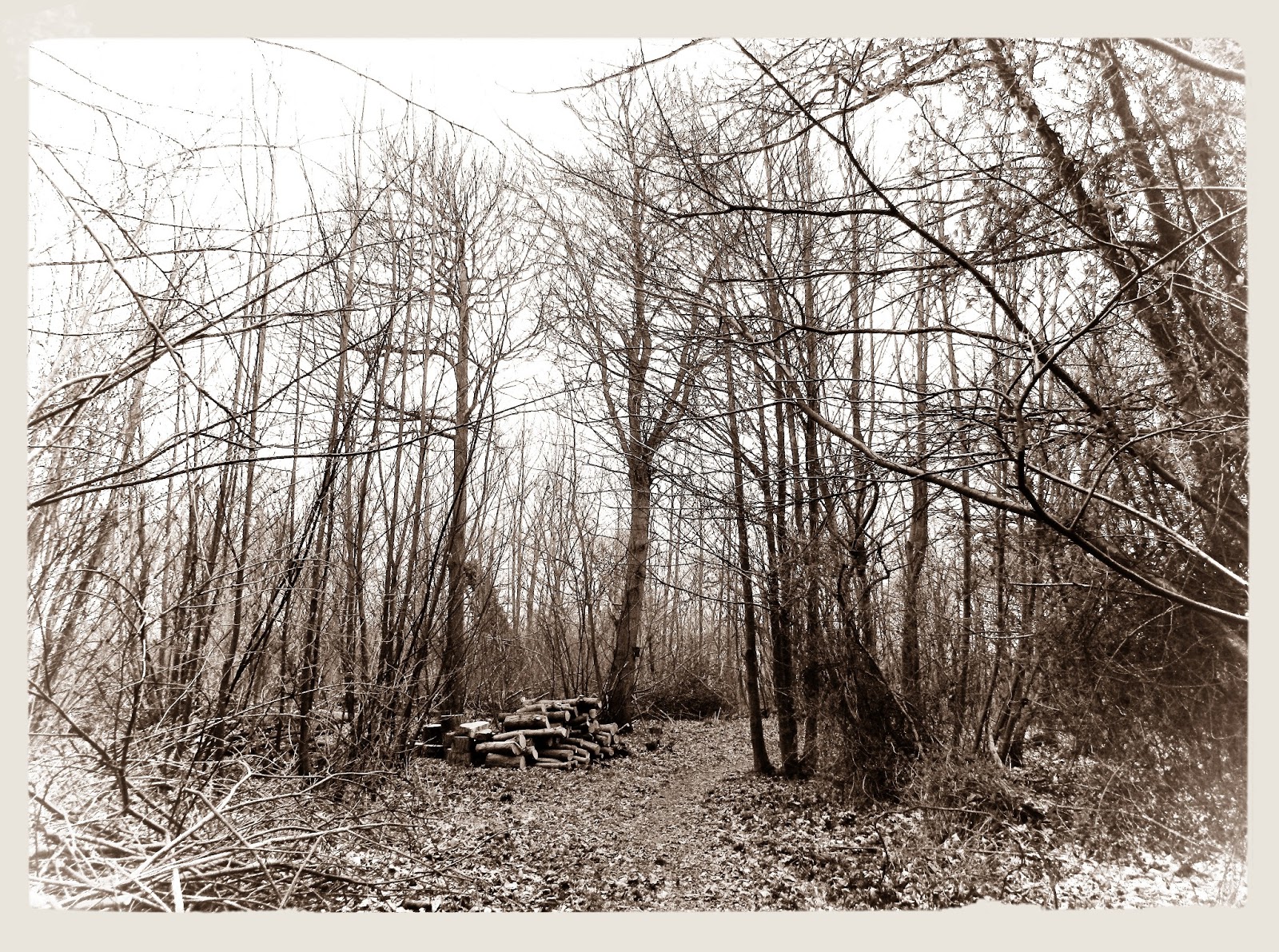 Walking with Henry David Thoreau in mind and a "prayer" of Heidegger's ...