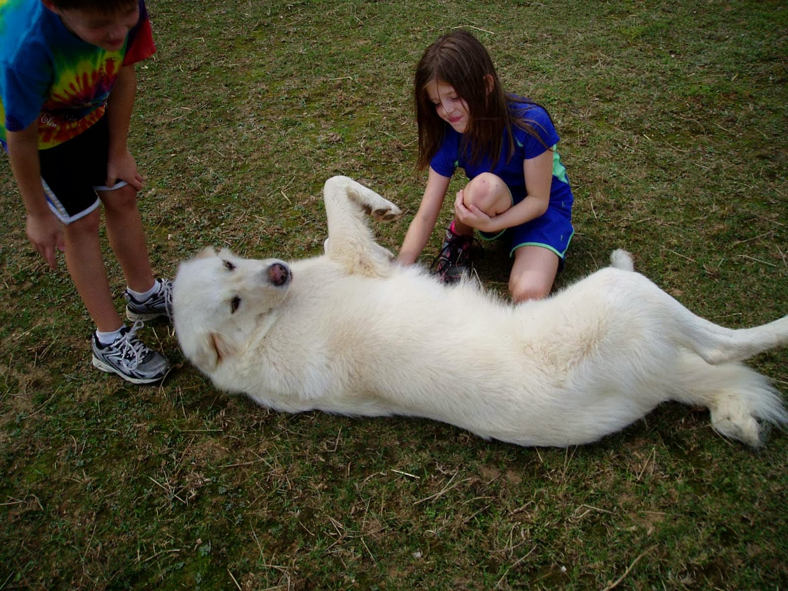 Turkish Akbash Puppies Wallpaper image | Free HD Wallpaper