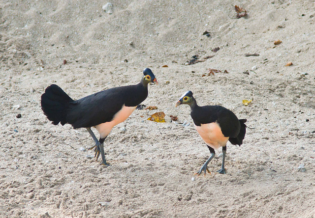 Maleo - The Bird That Can Fly The Moment it Hatches | The Ark In Space
