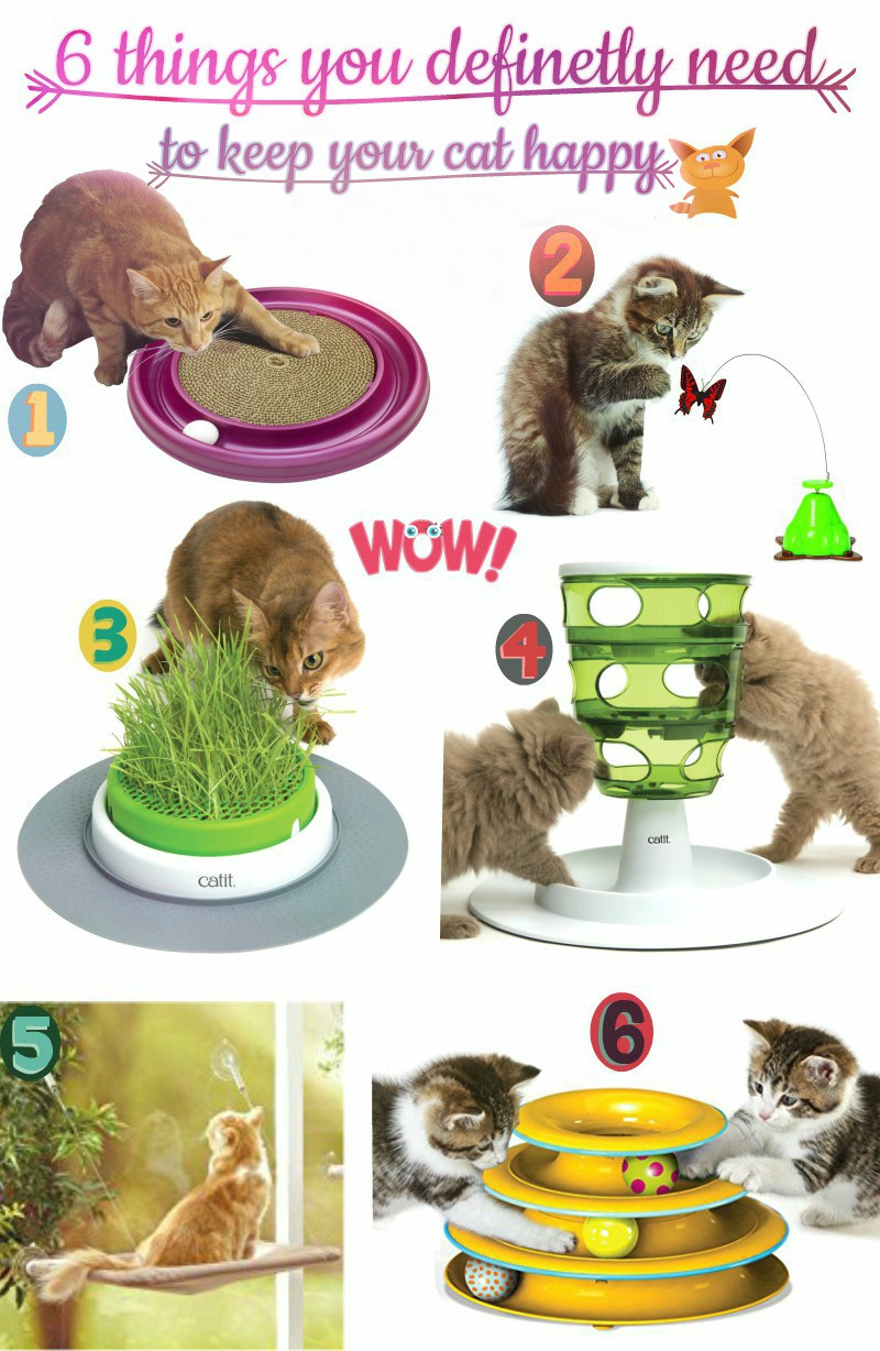 6 MUST BUY things for your cat's happiness | Everything Rad