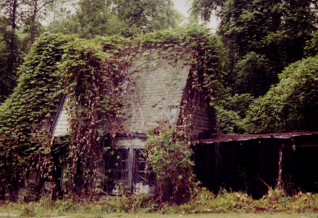 The Carpetbagger: Kudzu