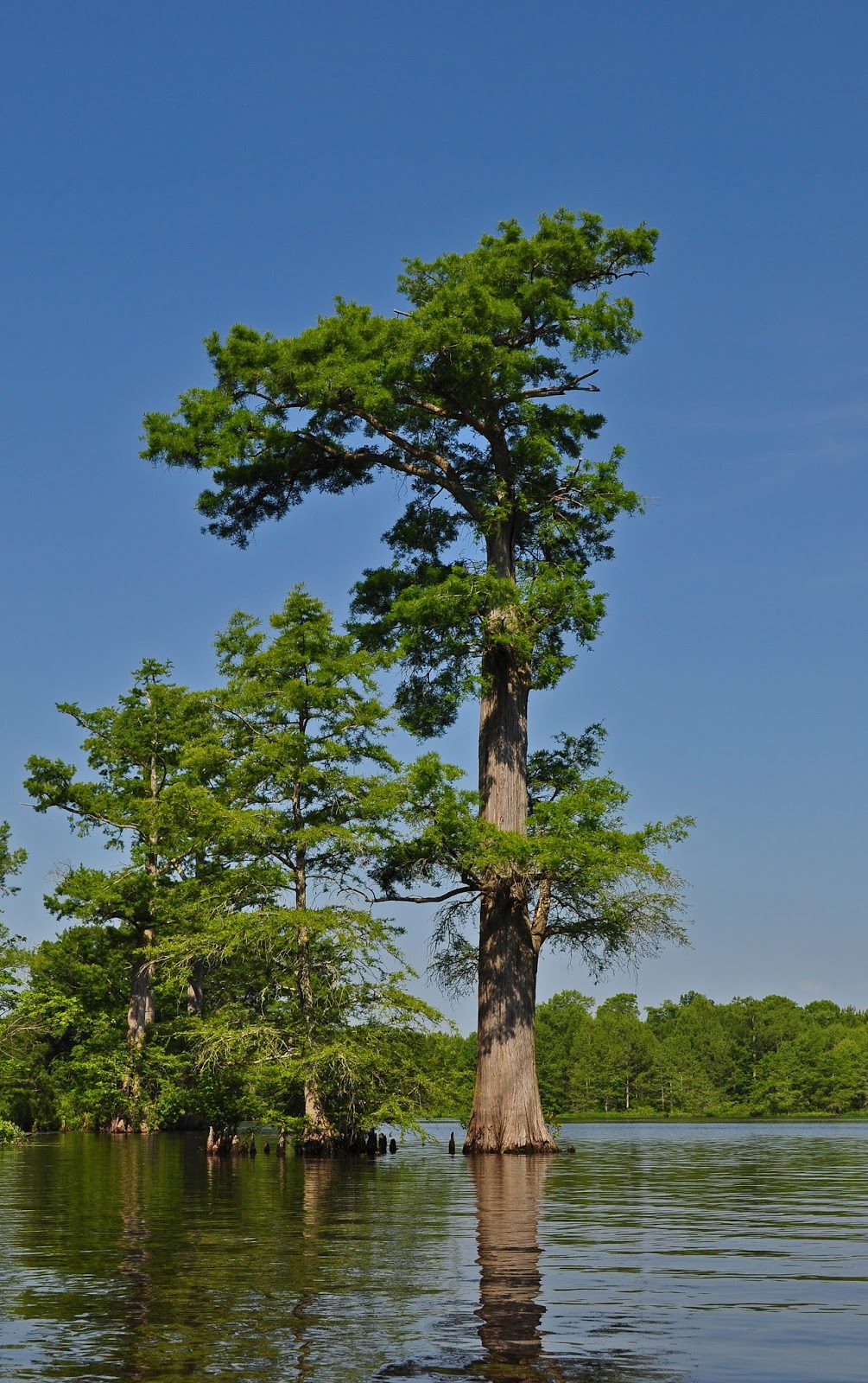 A Tidewater Paddler: Chickahominy Lake - 5/28/16