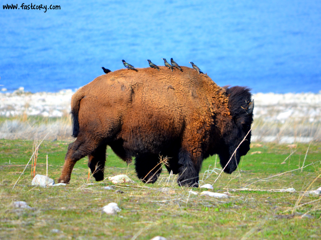Fast Cory: Buffalo Run 100 Here I Come