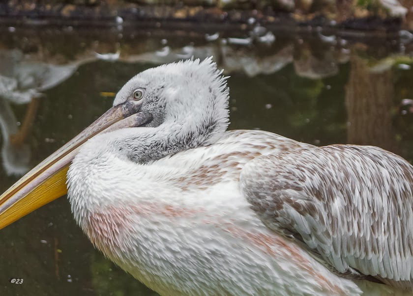 Foto: Pelicanul cret (Pelecanus crispus)