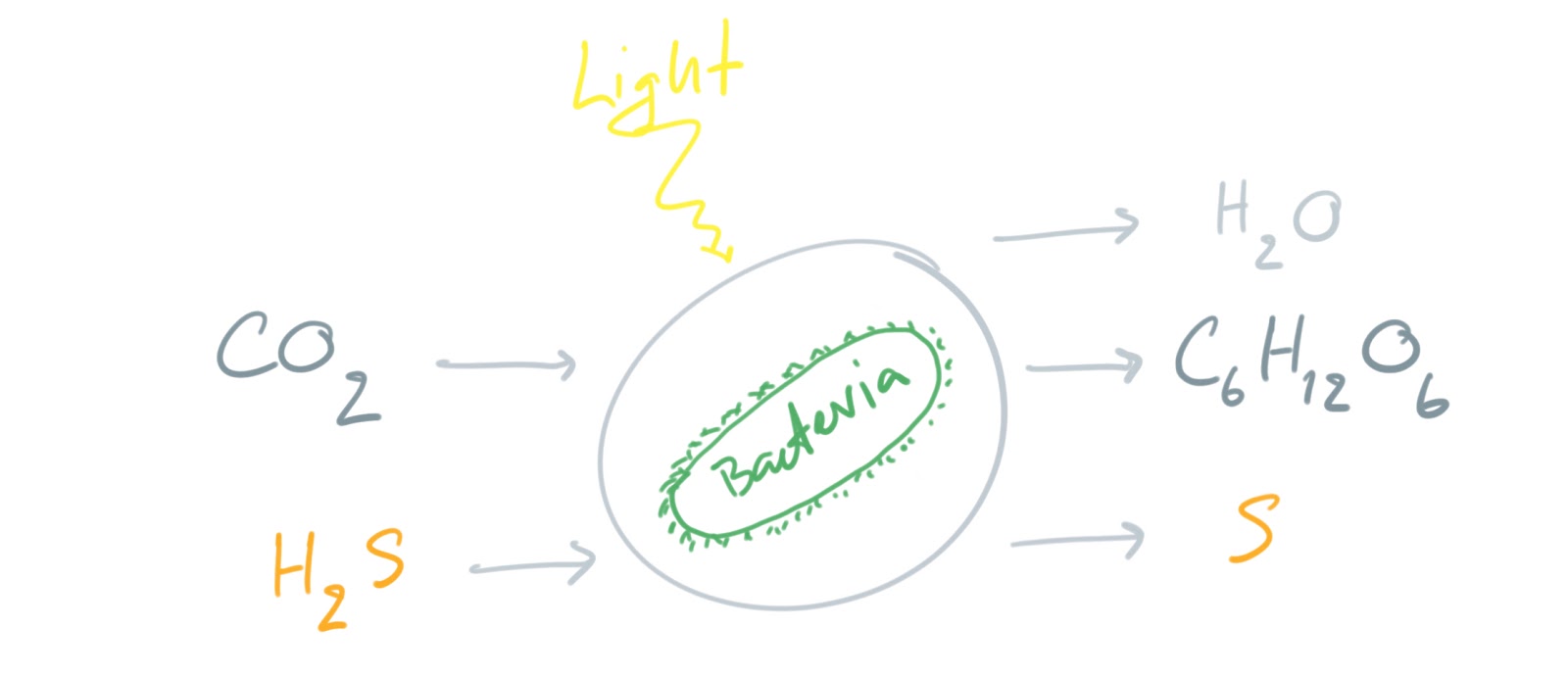 ประวัติการค้นพบสมการ การสังเคราะห์ด้วยแสง - BIOLOGY BY KRU-P'BANK