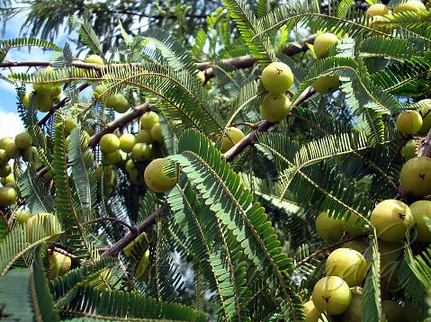 Sita's Ruchulu: Usirikaya pacchadi (amla/Indian gooseberry chutney)