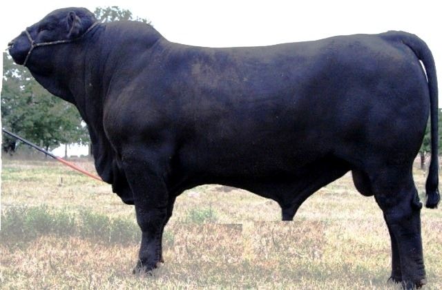 Hal-Hal yang Perlu Diketahui Sebelum Makan Steak