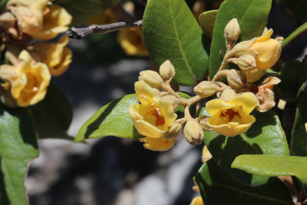 Pondoland C.R.E.W. Blog: Flowering now (November 2015)