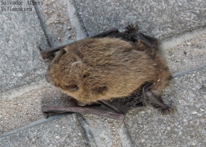 VILLENATURA: eptesicus serotinus