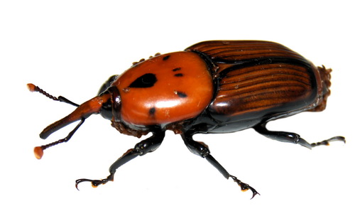 Mente Enjambre - Magazine Cultural: La plaga del Picudo Rojo