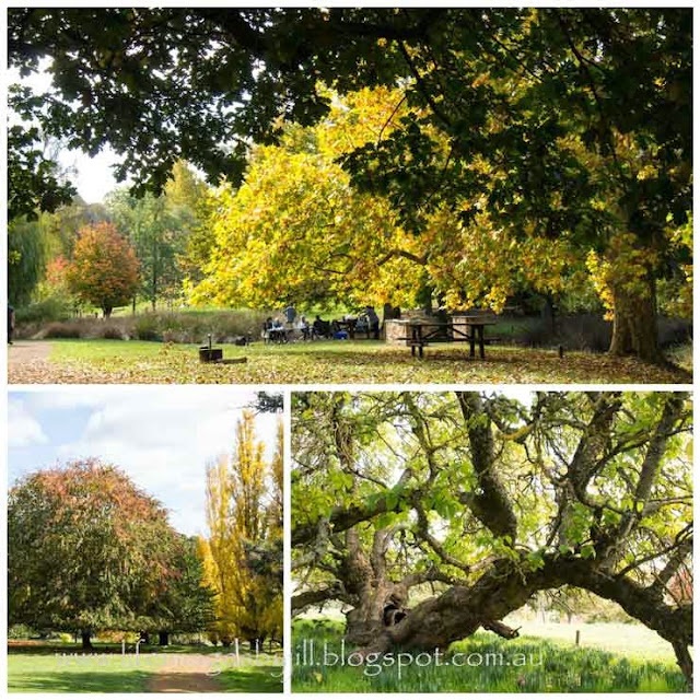 Life Images by Jill: Autumn in the Golden Valley Tree Park, Balingup ...