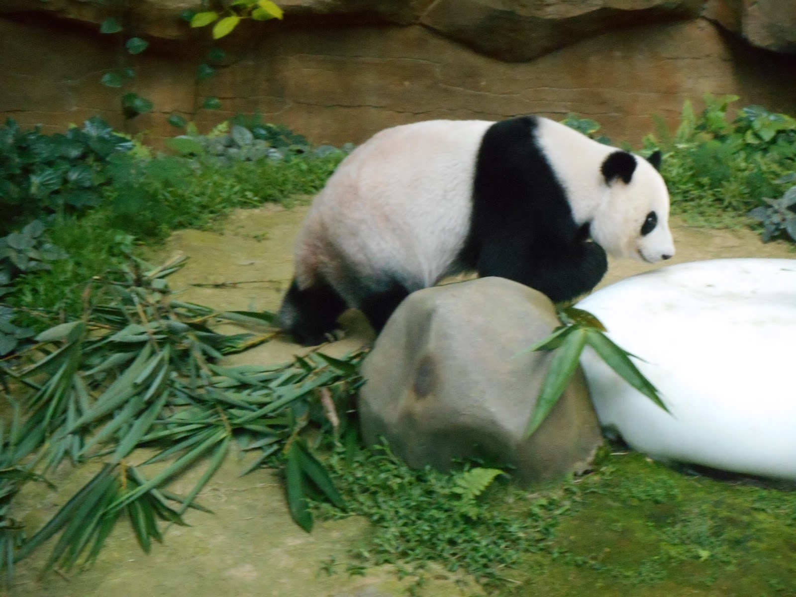 Travel Diary: Giant Panda at Zoo Negara Malaysia, Kuala Lumpur