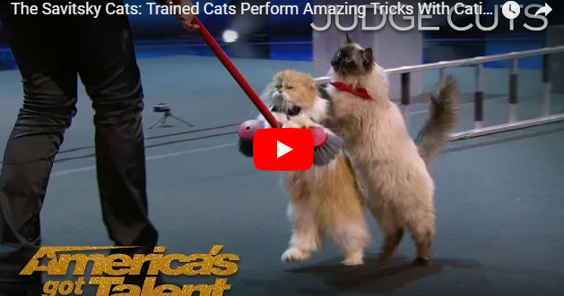 MFS VIRAL VIDS-2: The Savitsky Cats: Trained Cats Perform Amazing ...