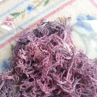 ~Info Mawar~: Rahsia Rumpai Laut