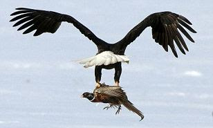 Helang Botak Sambar Burung Kuang | Saja Nak Cerita