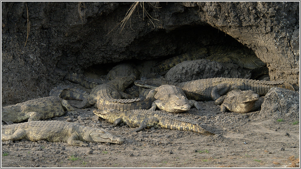 TOM DYRING WILDPHOTO / NN: CROCS IN CAVES