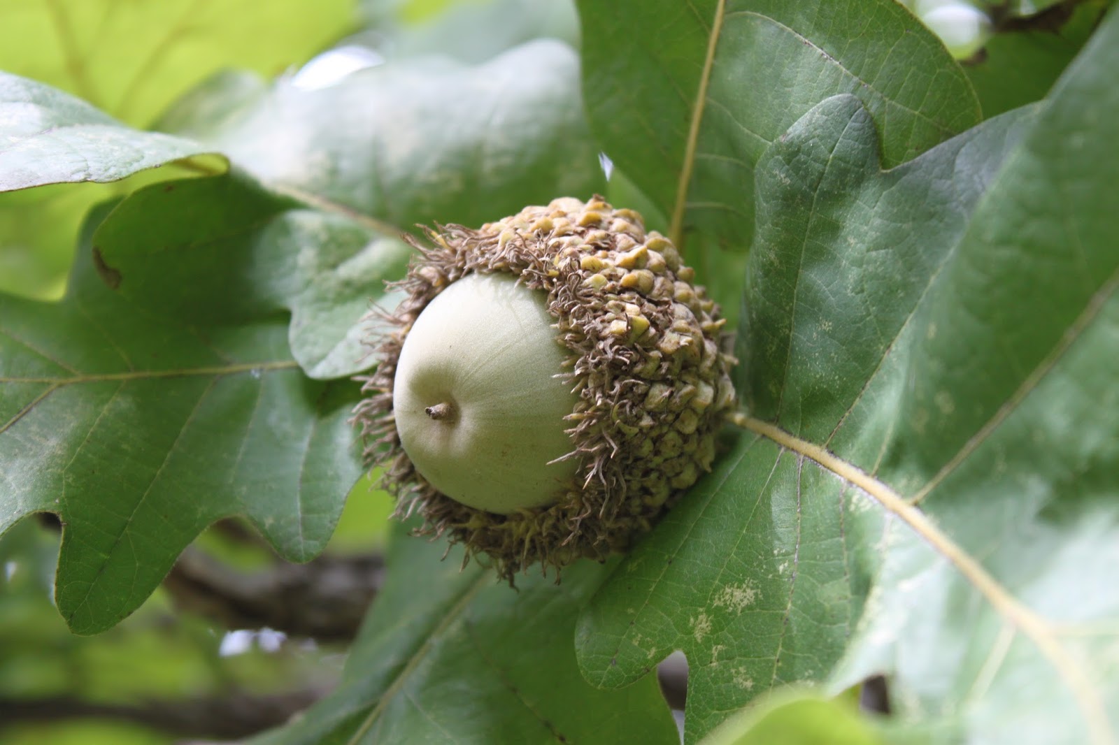 Centenary College Arboretum: Tree of the Week: Bur Oak (Quercus macrocarpa)