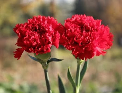 Bunga Anyelir-Carnation Merah