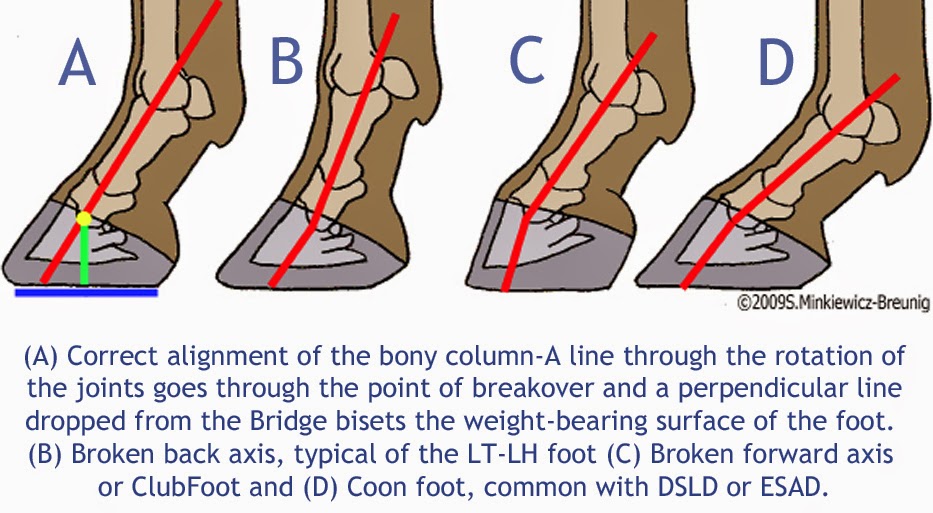 Musings at Minkiewicz Studios LLC: Steppin' Out: Hooves From An ...