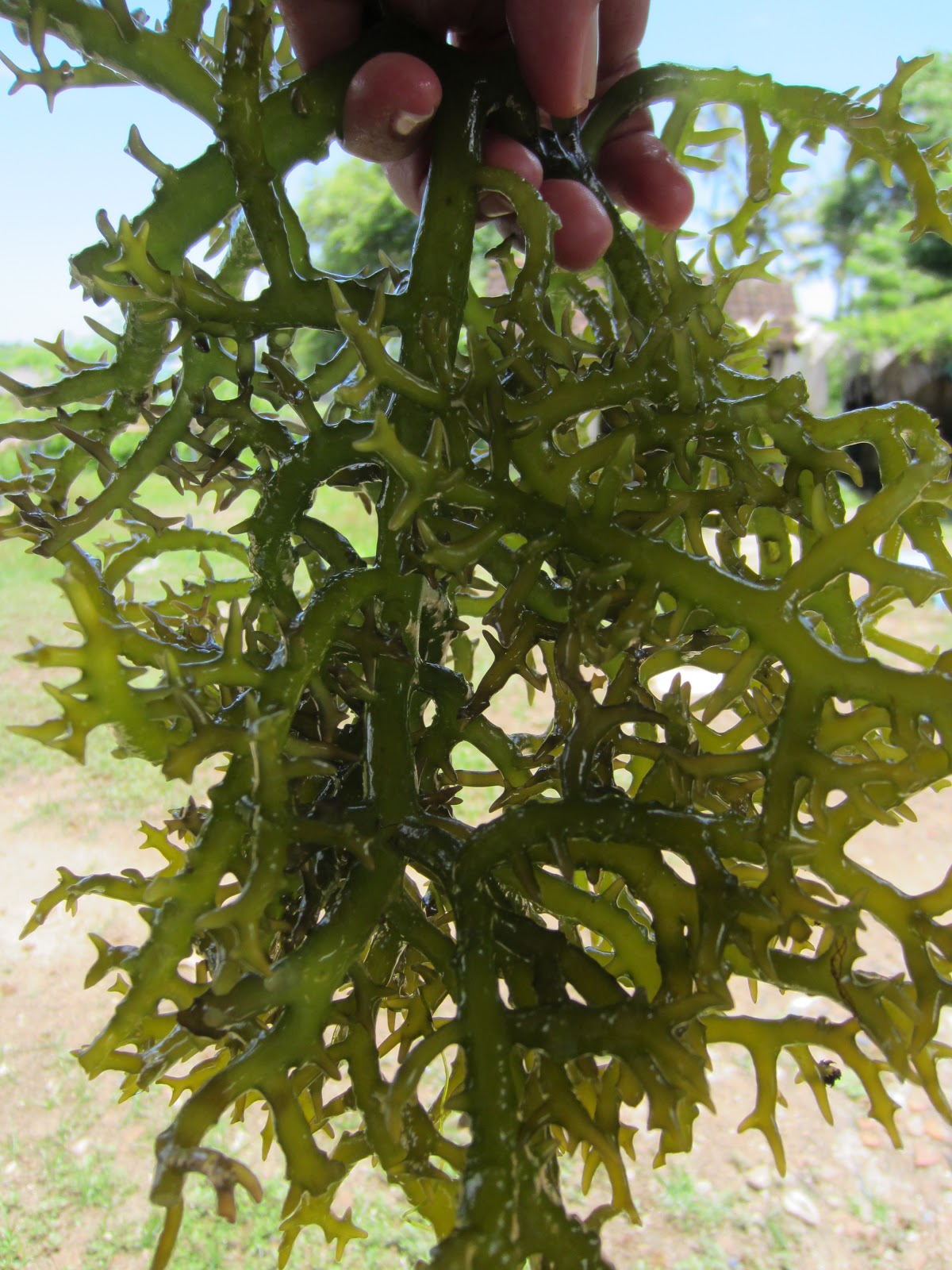 it's agusman: Rumput Laut Dari Bumbu Masak, Sayuran Hingga Global Warming