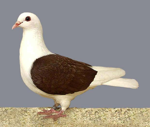 Franconian Velvet Shield | BD PIGEONS