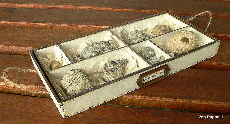 Calico Craft Parts: Specimen/Fossil Tray - by Claudia